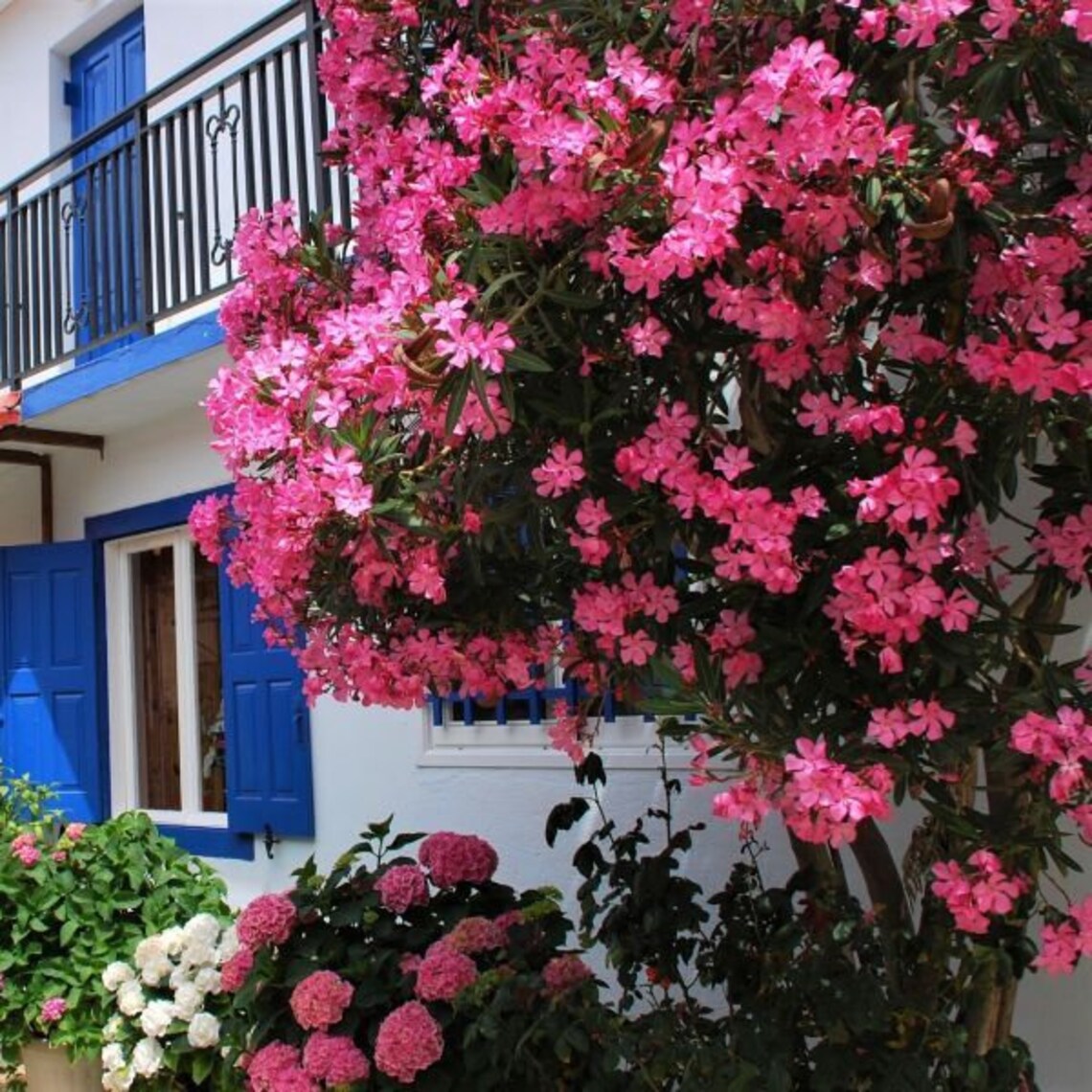 Pink Oleander Tree (nerium Oleander) Seeds - Etsy