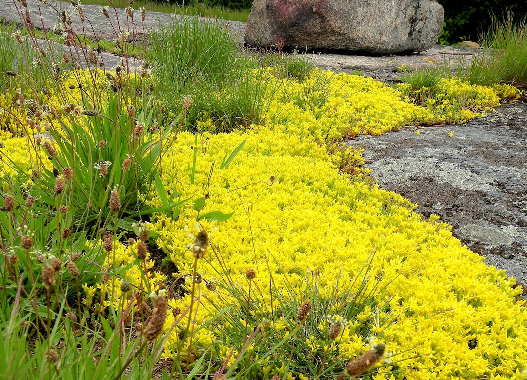 Golden Stonecrop Groundcover Plant (sedum Acre) Seeds - Etsy
