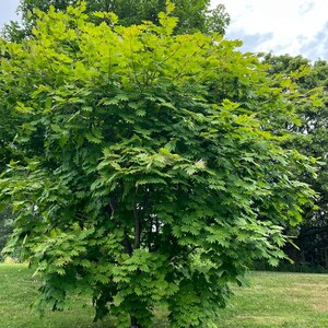 Yama Kagi Full Moon Japanese Maple Tree (acer Japonicum 'yama Kagi ...