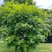 Yama Kagi Full Moon Japanese Maple Tree (acer Japonicum 'yama Kagi ...
