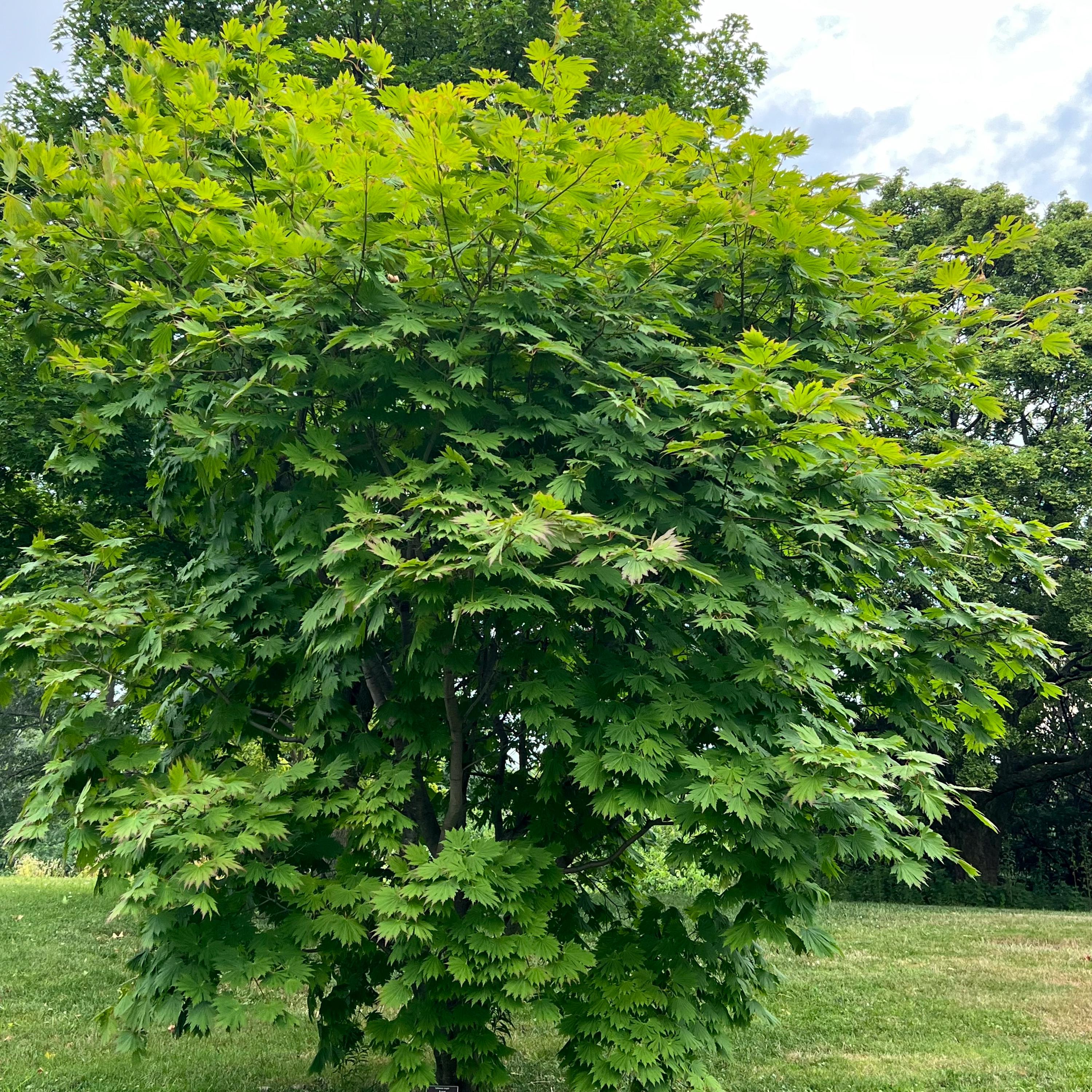 Yama Kagi Full Moon Japanese Maple Tree (acer Japonicum 'yama Kagi ...