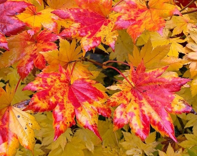 Kawahara Rose Japanese Maple -grafted, Pink Japanese Maple, Variegated ...