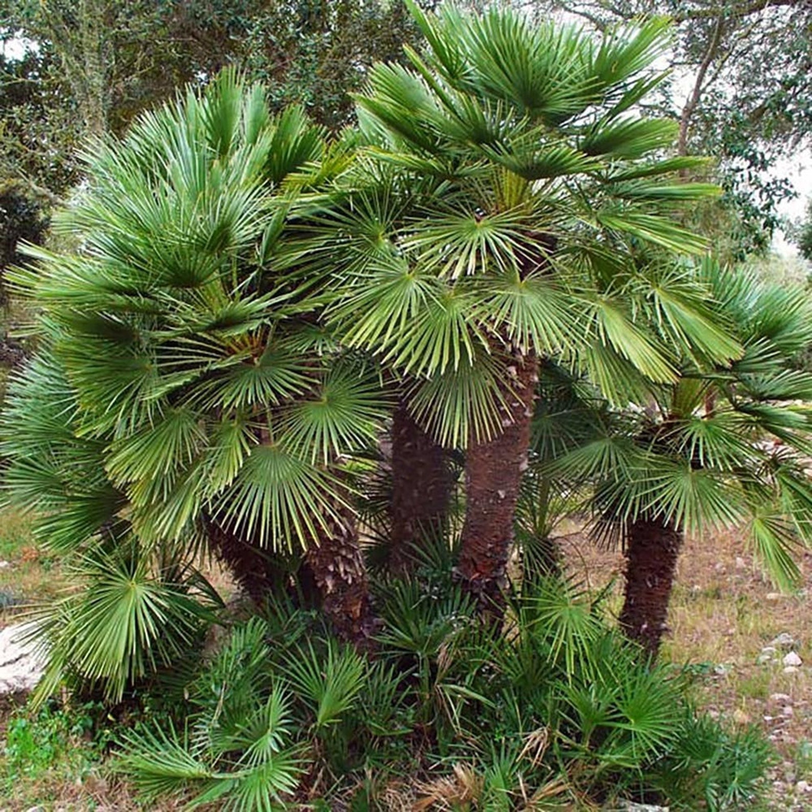 European Fan Palm Tree (chamaerops Humilis) Seeds - Etsy