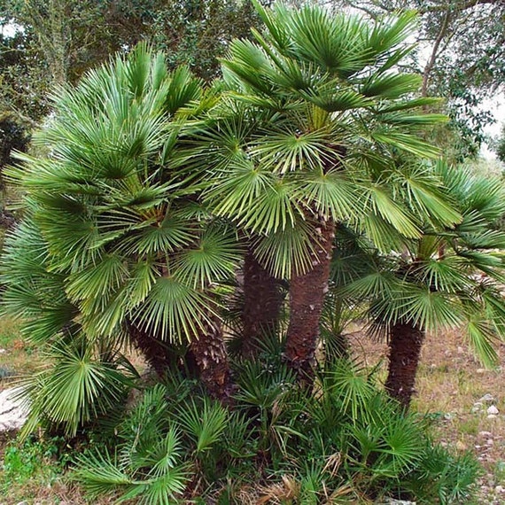 European Fan Palm Tree chamaerops Humilis Seeds - Etsy