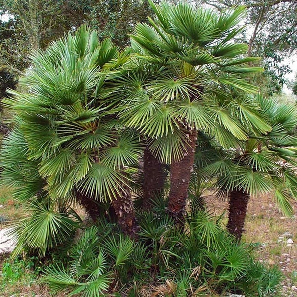 Fan Palm - Etsy