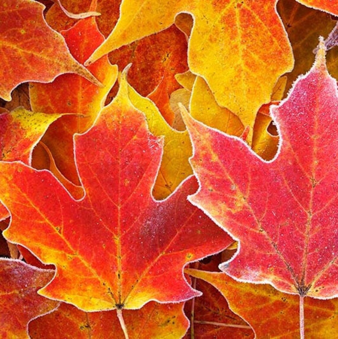 Shantung Maple Tree (acer Truncatum) Seeds - Etsy