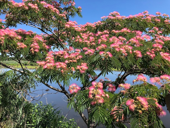 Mimosa Persian Silk Tree albizia Julibrissin Seeds - Etsy