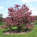 Himalayan Crabapple Tree (malus Baccata) Seeds - Etsy