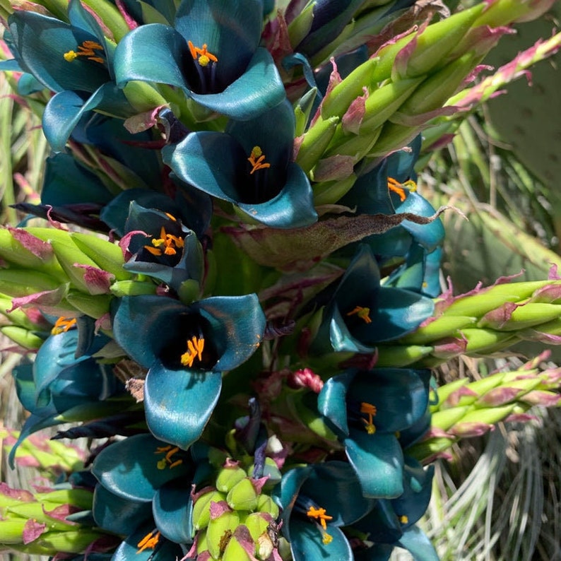 Sapphire Tower Plant (puya Alpestris) Seeds - Etsy