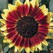 Florenza Sunflower Plant helianthus Annuus Seeds - Etsy