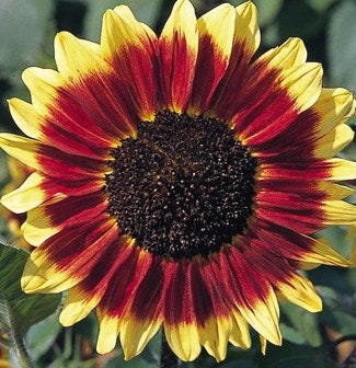 Florenza Sunflower Plant helianthus Annuus Seeds - Etsy