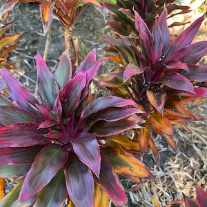 Red Hawaiian Compacta Cordyline Ti Plant Seeds - Etsy