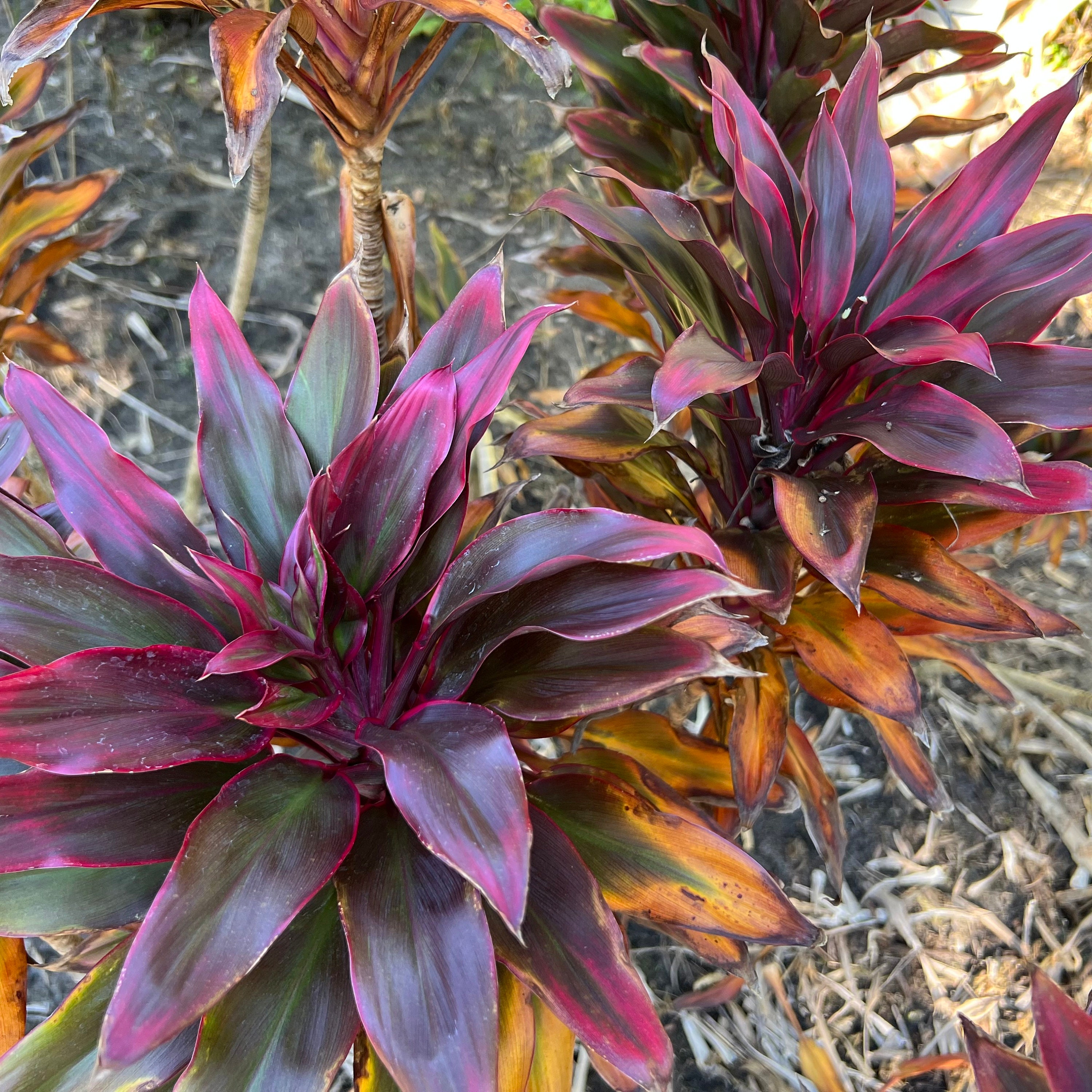 Red Hawaiian Compacta Cordyline Ti Plant Seeds - Etsy