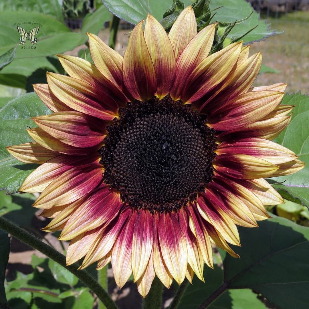 Ruby Eclipse Sunflower Plant (helianthus Annuus) Seeds - Etsy
