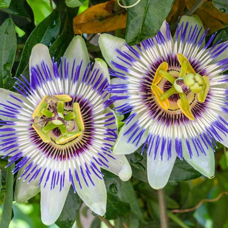 Passion Bee Flower - Etsy