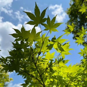 Summer Gold Japanese Maple Tree (acer Palmatum 'summer Gold') Seeds ...