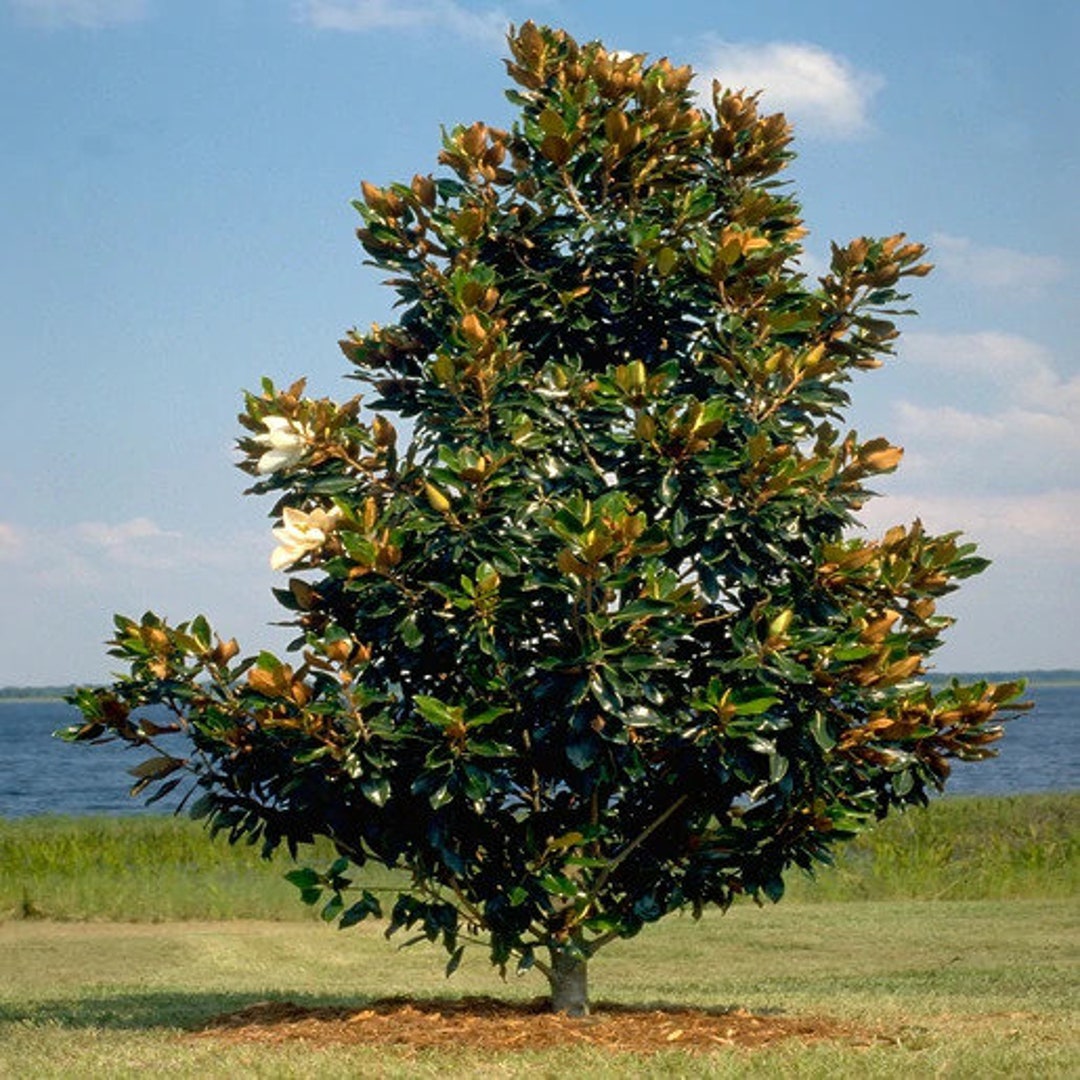 Sweet Magnolia Tree (magnolia Grandiflora) Seeds - Etsy