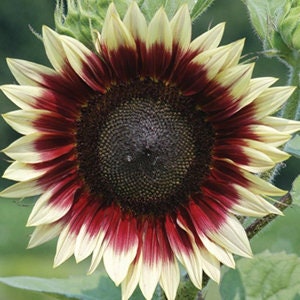 Ruby Eclipse Sunflower Plant (helianthus Annuus) Seeds - Etsy
