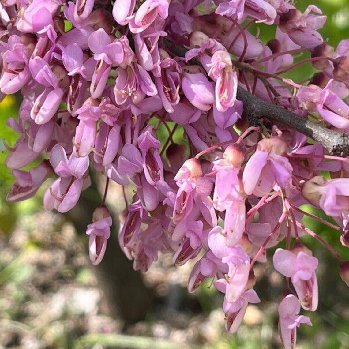 Chain-flowered Redbud Tree (cercis Racemosa) Seeds - Etsy