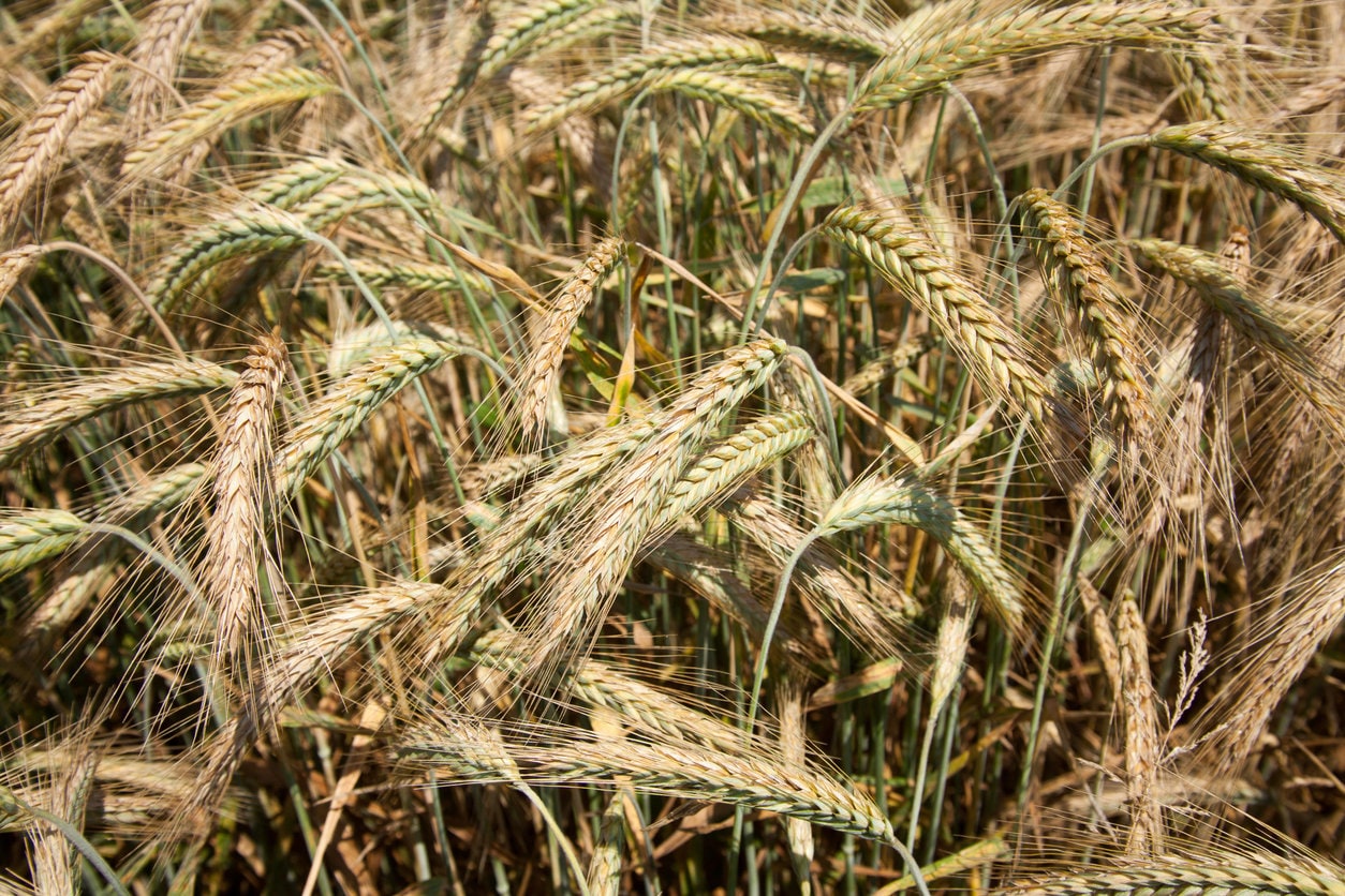 Hordeum Vulgare