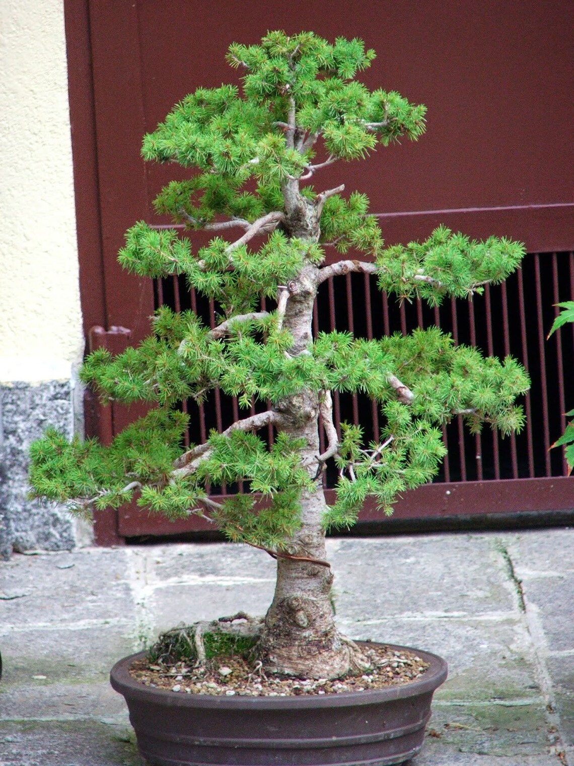 Red Spruce Tree (picea Rubens) Seeds - Etsy