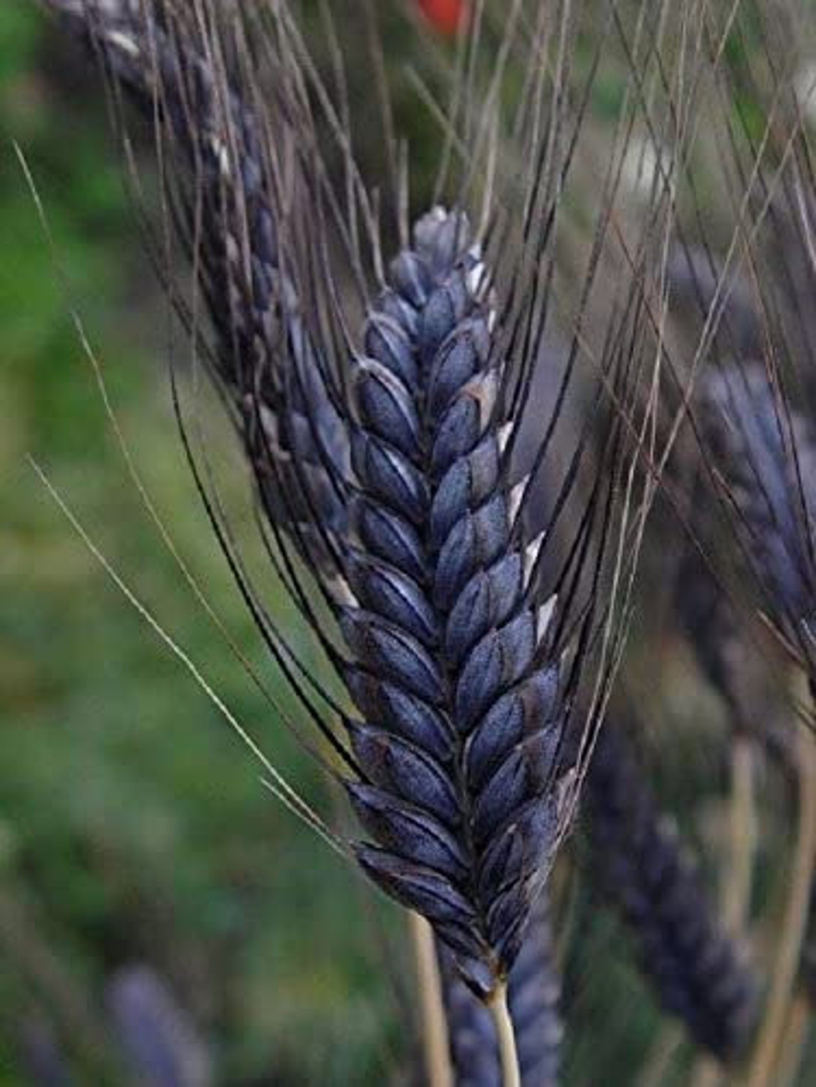 Black Knight Ornamental Wheat Grass (triticum Aestivum) Seeds - Etsy
