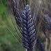 Black Knight Ornamental Wheat Grass (triticum Aestivum) Seeds - Etsy