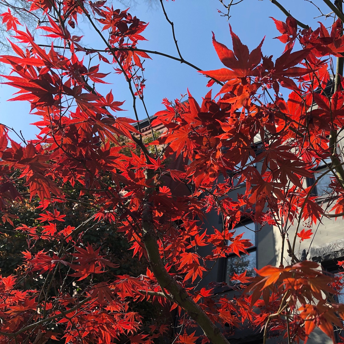 Japanese Amur Maple Tree (acer Tataricum Ginnala) Seeds - NEW FOR FALL ...