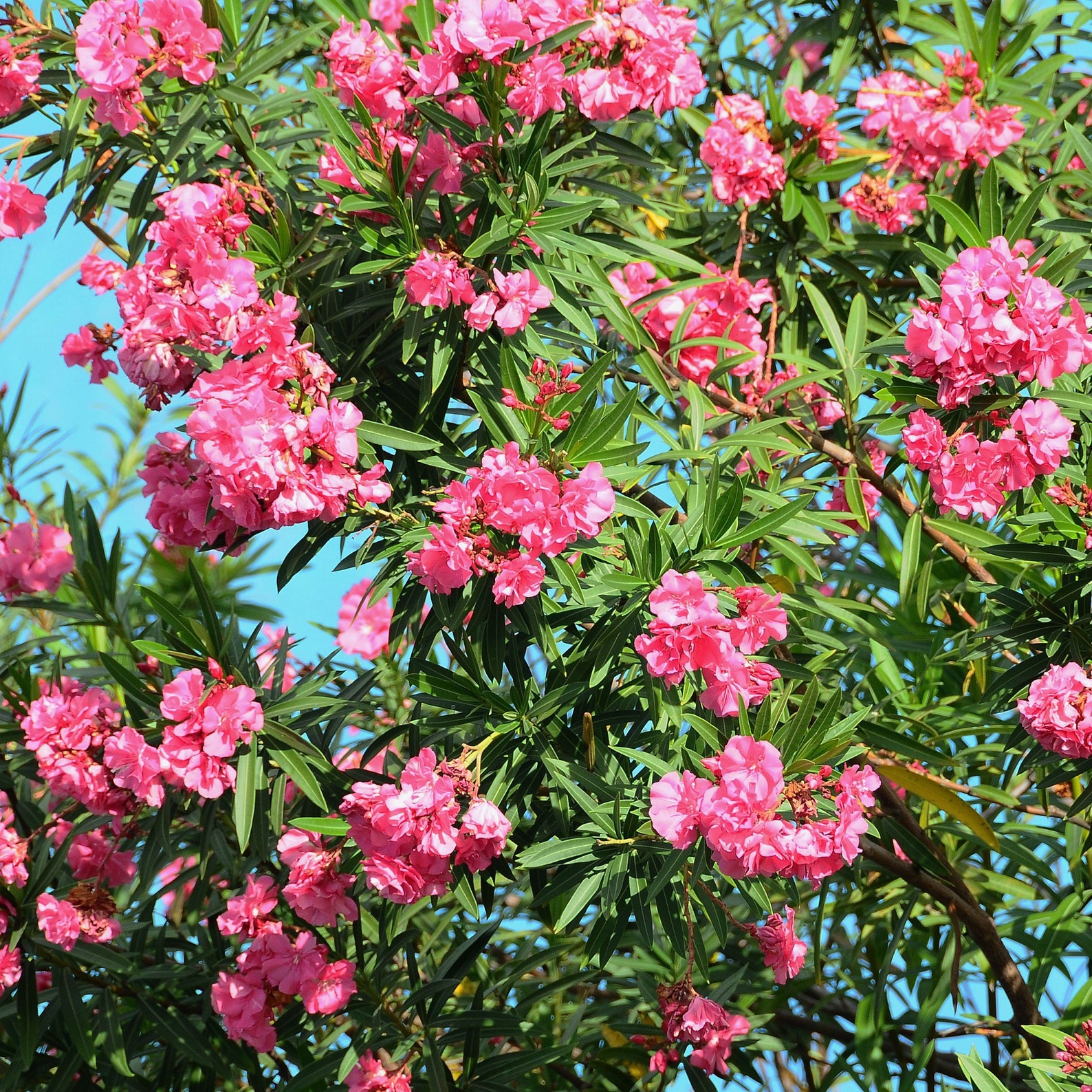 Pink Oleander Tree (nerium Oleander) Seeds - Etsy