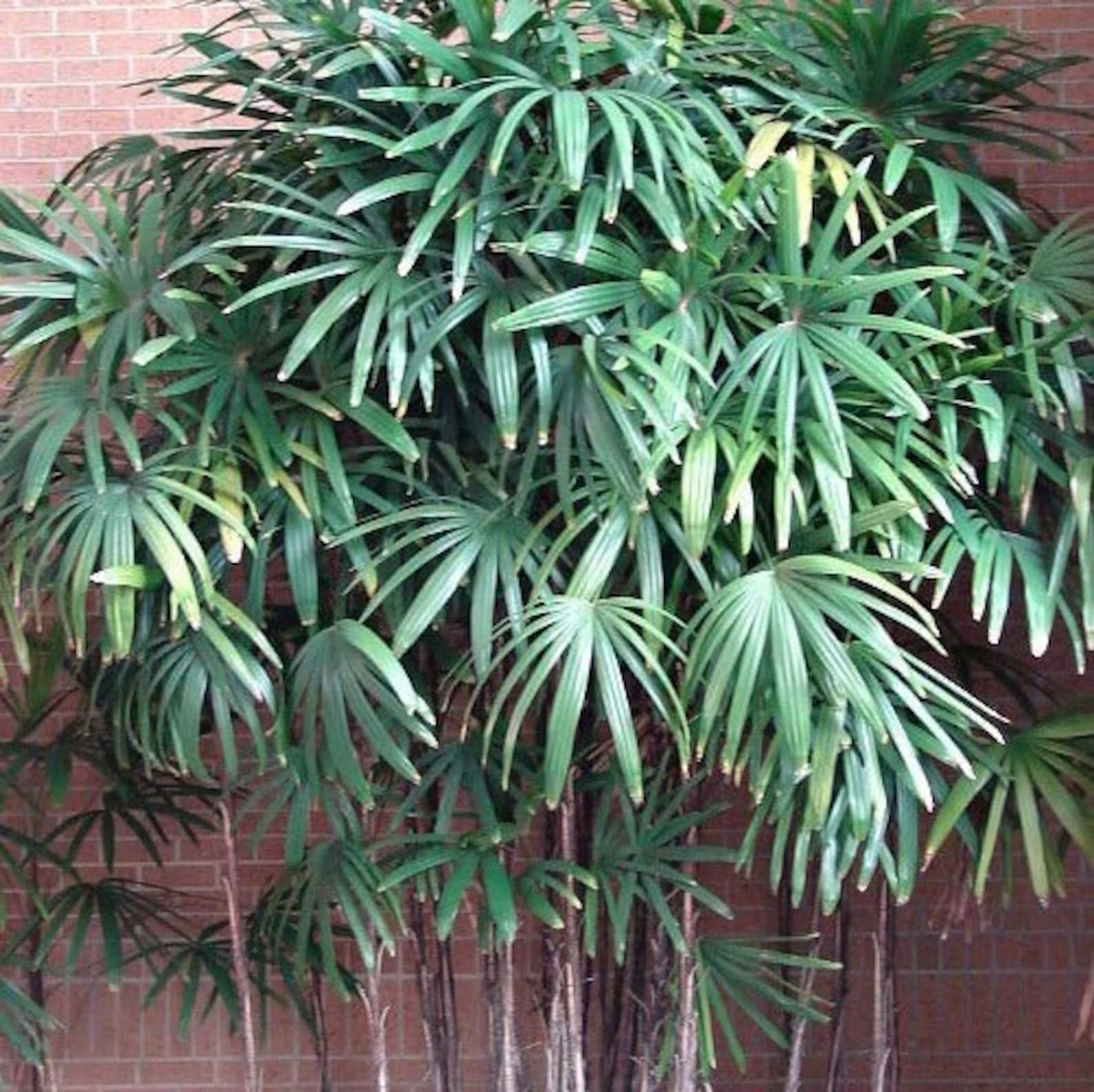 Lady Palm Tree (rhapis Excelsa) Seeds - Etsy