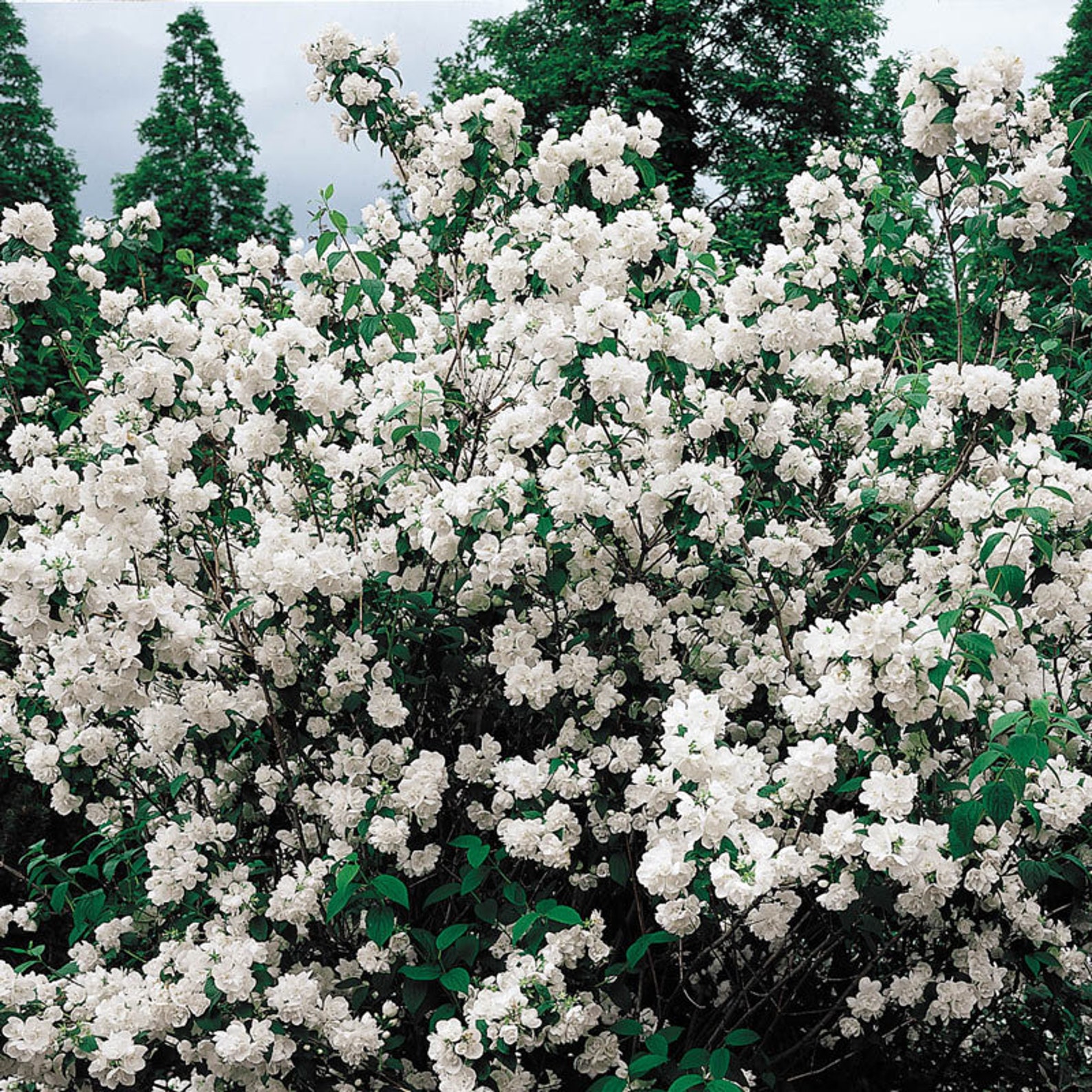 Mock Orange Plant (philadelphus Coronarius) Seeds - Etsy