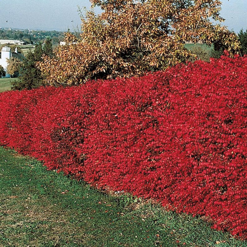 Scarlet Red Burning Bush Plant (euonymus Atropurpureus) Seeds - Etsy