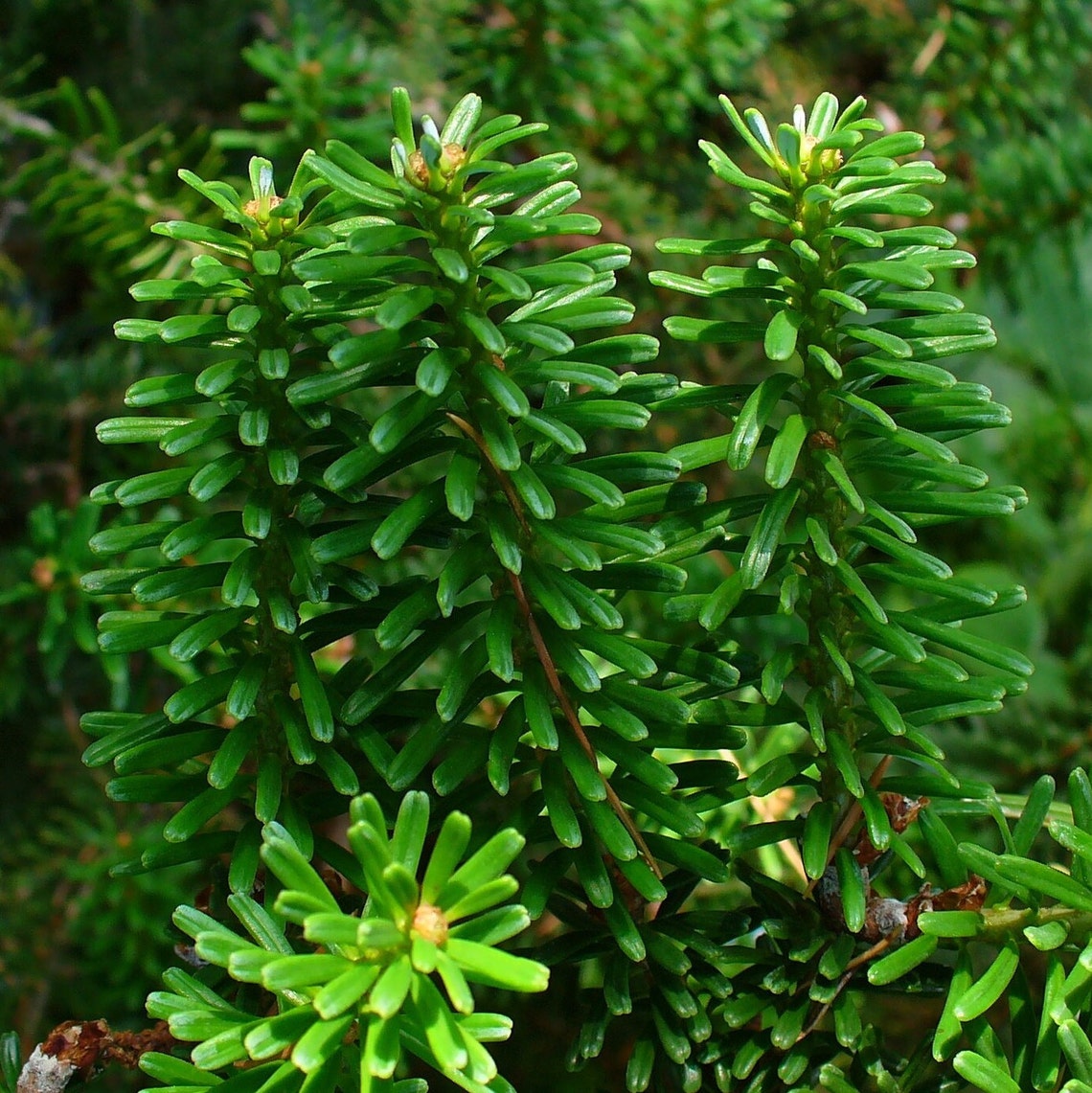 Korean Fir Tree (abies Koreana) Seeds - Etsy