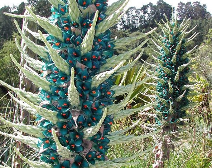 Sapphire Tower Plant puya Alpestris Seeds - Etsy