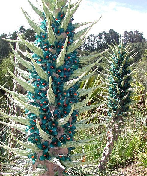Sapphire Tower Plant puya Alpestris Seeds - Etsy