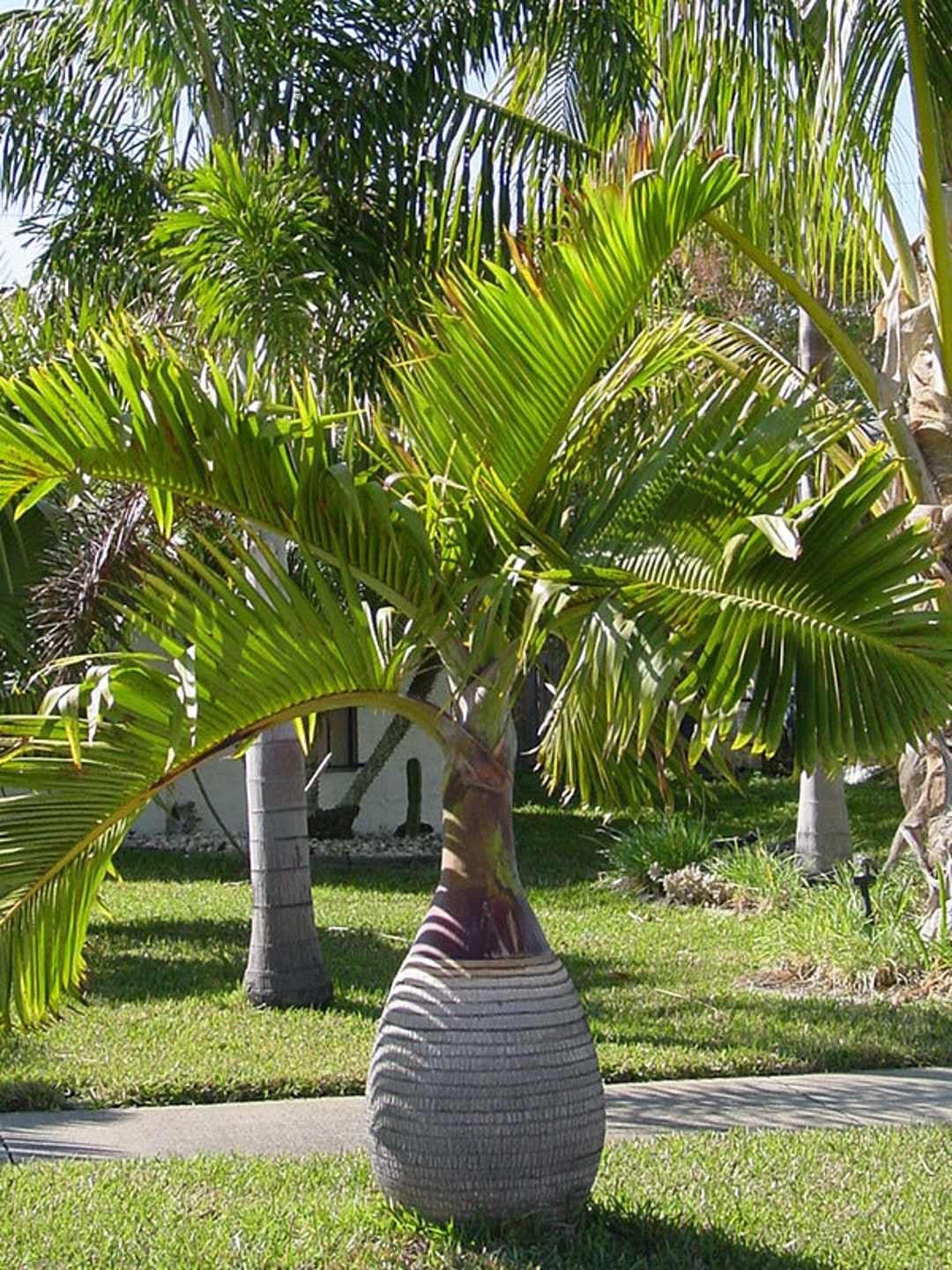 Bottle Palm Hyophorbe Lagenicaulis Ubicaciondepersonas Cdmx Gob Mx