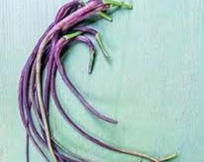 Heirloom Red Rats Tail Radish Seeds - Non GMO - Vegetable Gardening ...