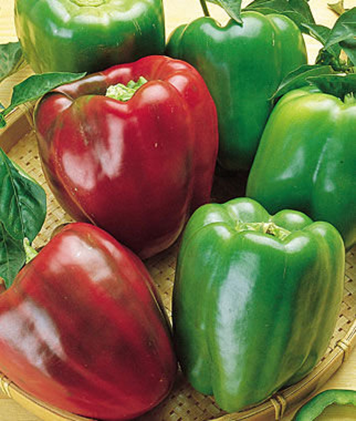 Organic California Wonder Bell Pepper Plant (capsicum Annuum) Seeds - Etsy