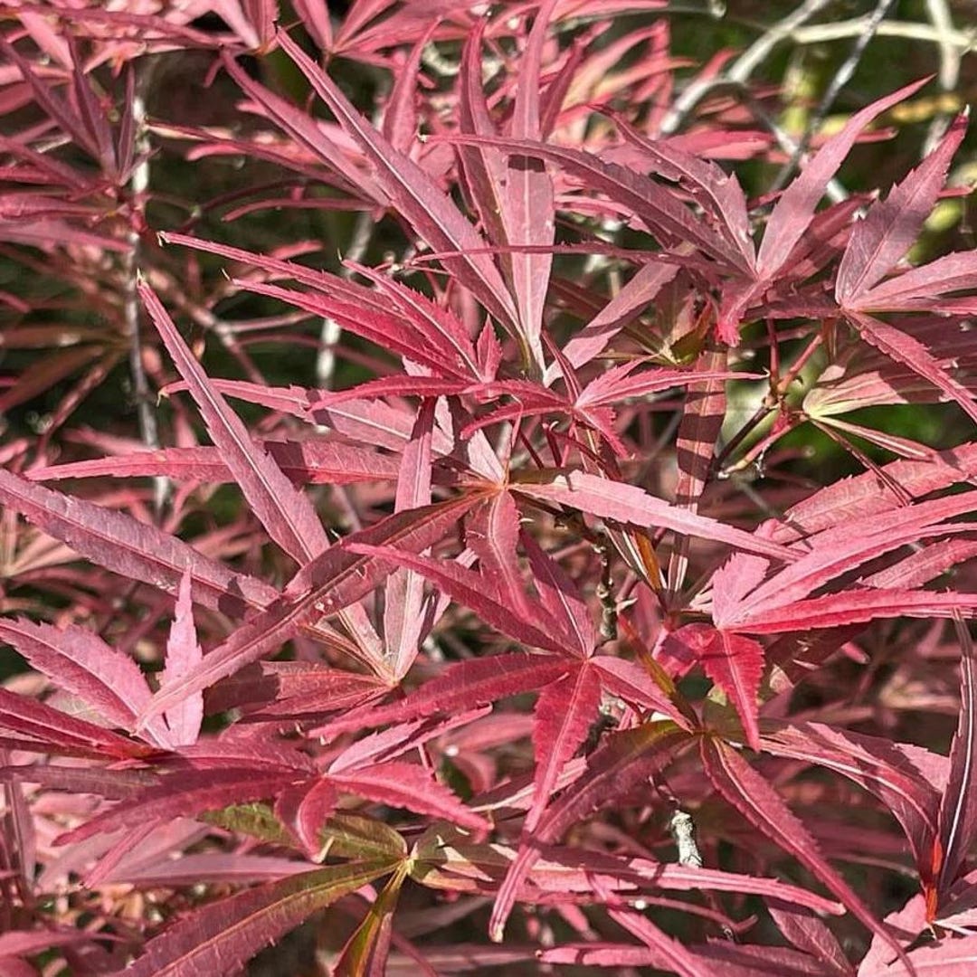 Beni Otake Japanese Maple Tree (acer Palmatum 'beni Otake') Seeds - NEW ...