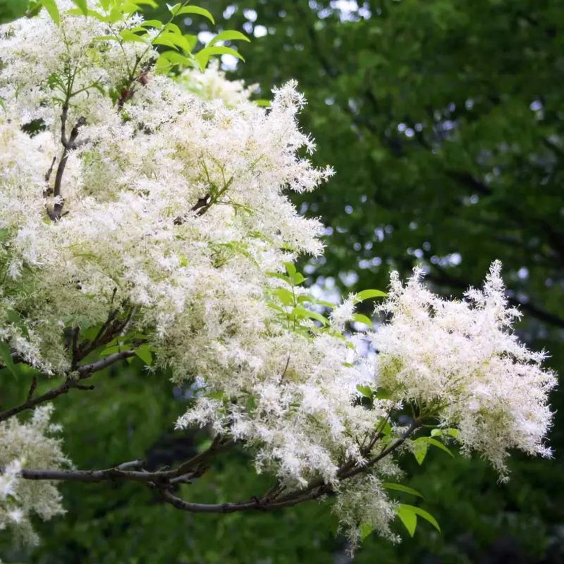 Japanese Flowering Ash Tree (fraxinus Sieboldiana) Seeds - Etsy