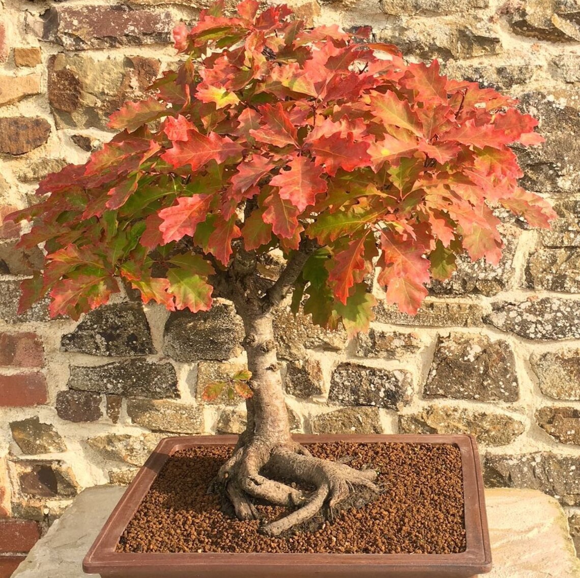 Scarlet Red Oak Tree Seeds - Etsy