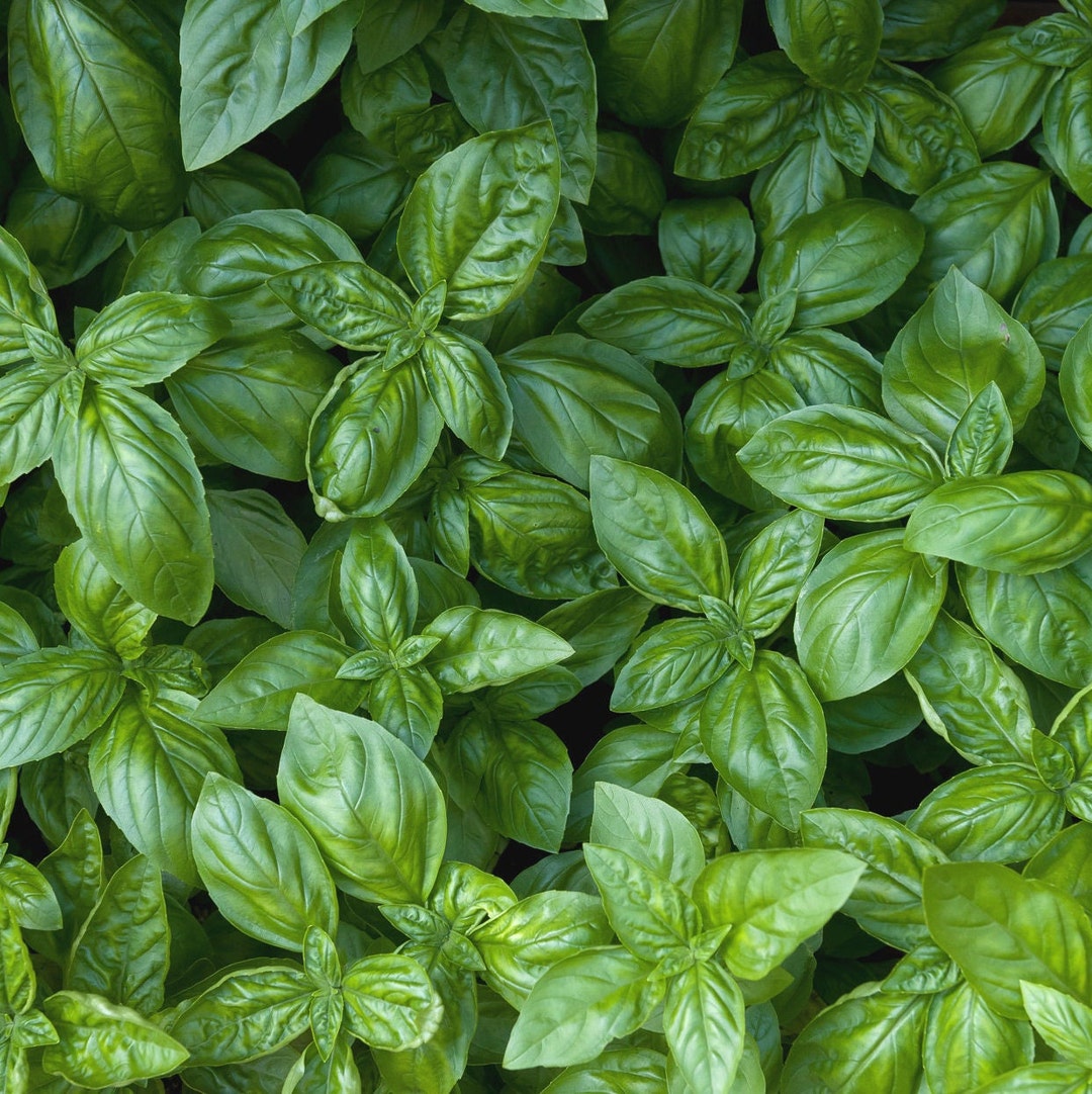 Organic Basil Plant (ocinum Basilicum) Seeds - Etsy