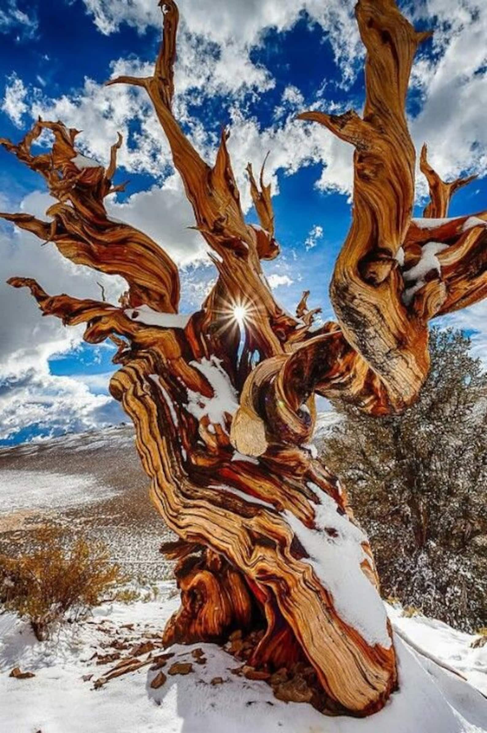 Bristlecone Pine Tree pinus Longaeva 'great Basin' - Etsy