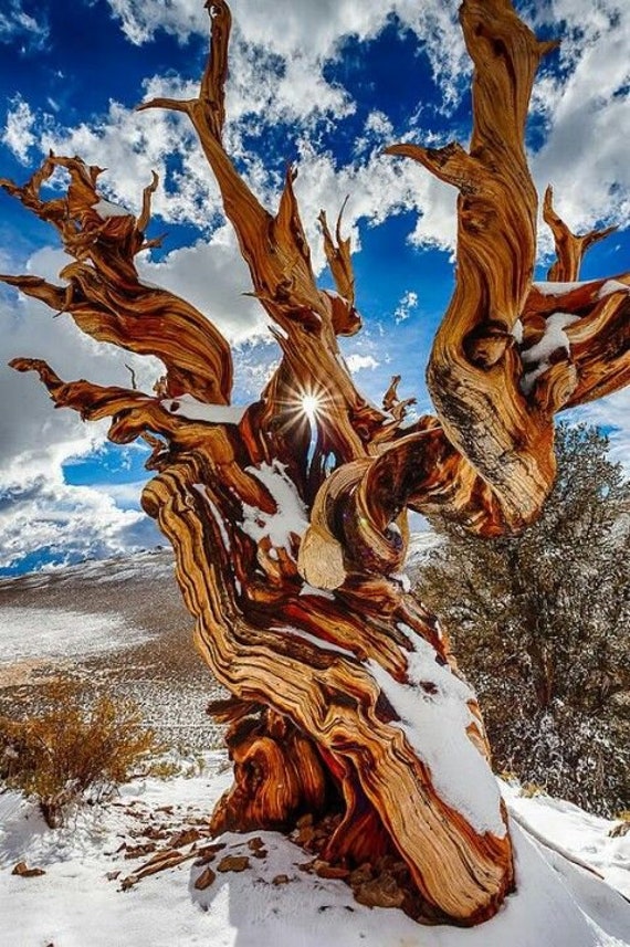 Bristlecone Pine Tree pinus Longaeva 'great Basin' - Etsy