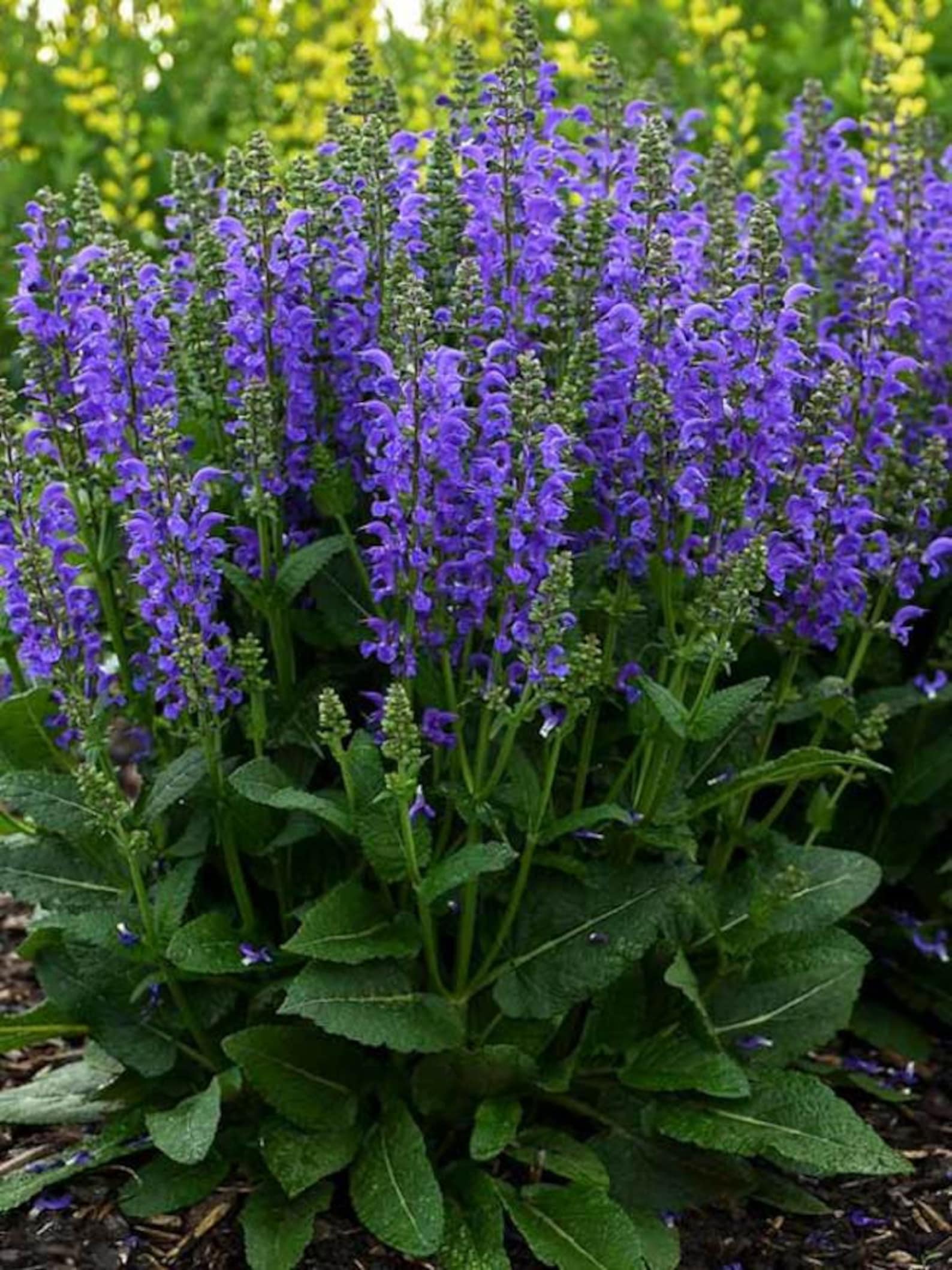 Blue Salvia Plant salvia Pratensis Seeds - Etsy