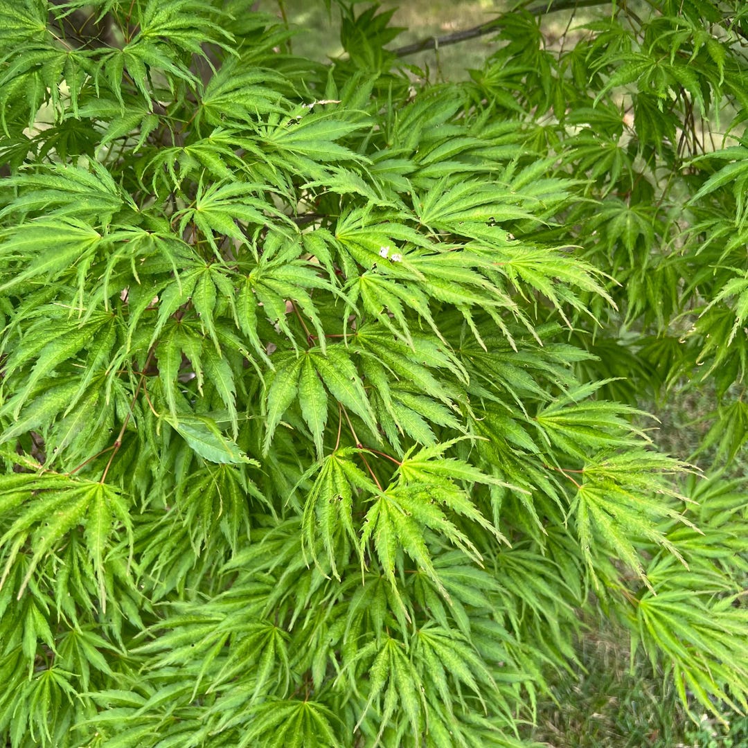 Tiger Rose Japanese Maple Tree (acer Palmatum 'tiger Rose') Seeds - NEW ...