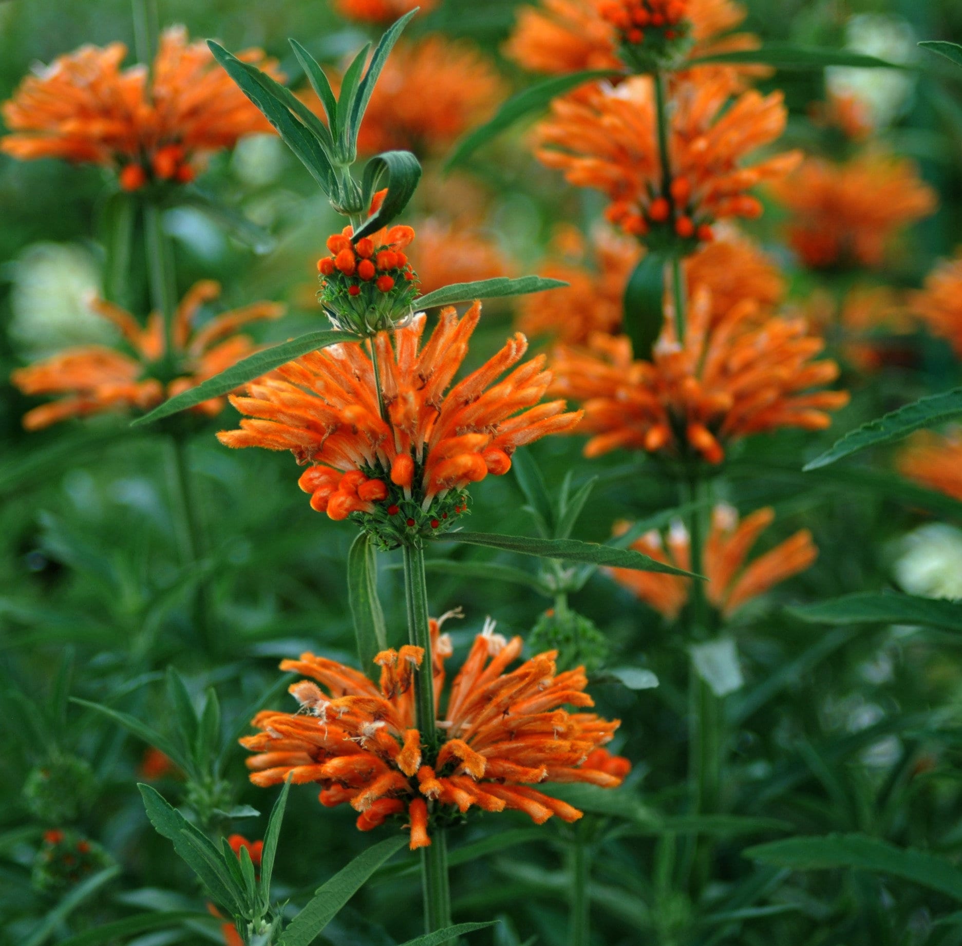 Lions Ear wild Dagga Plant leonotis Nepetifolia - Etsy