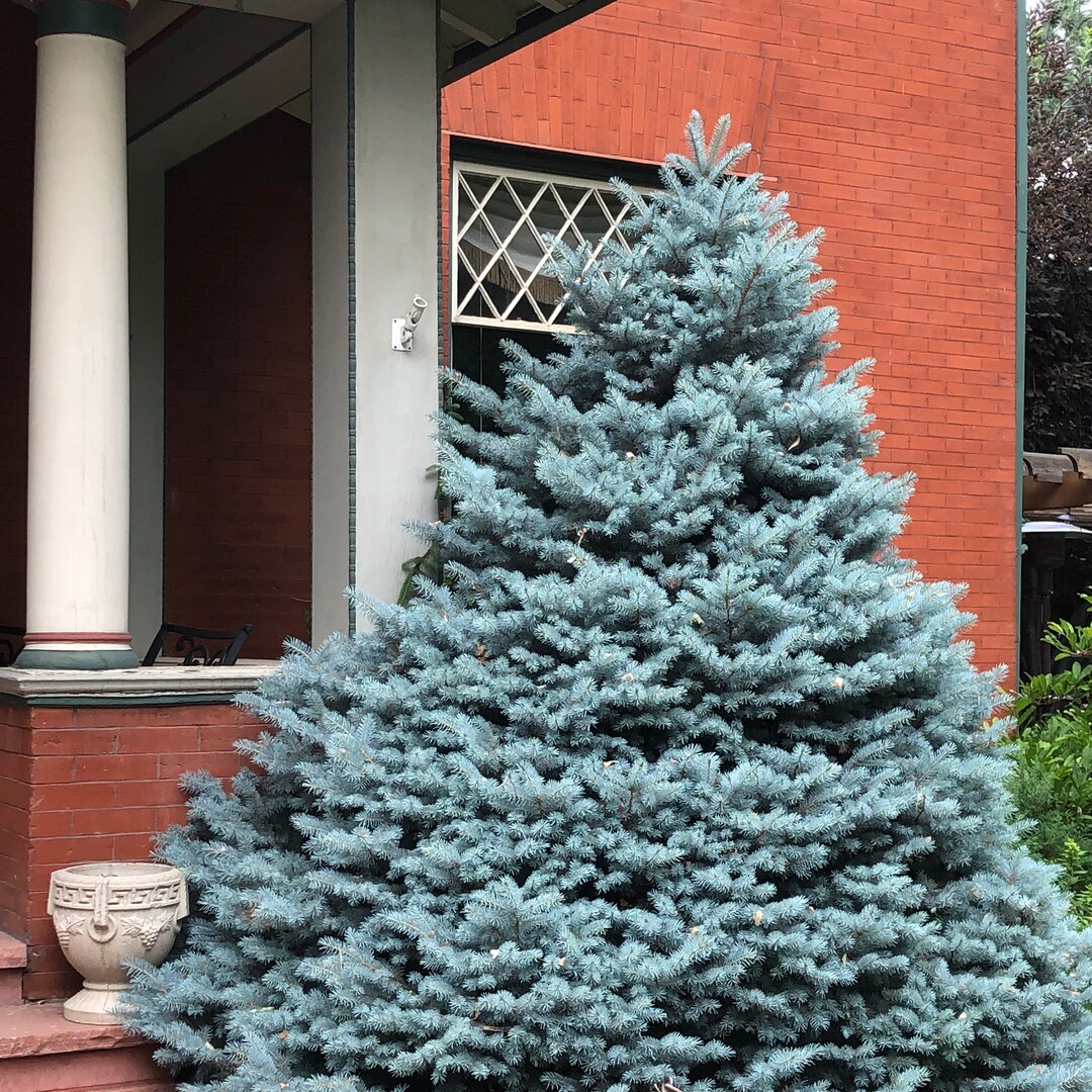 Blue Spruce Tree (picea Pungens Glauca) Seeds - Etsy