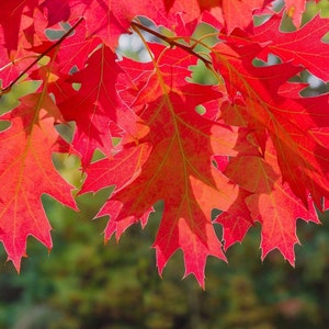 Scarlet Red Oak Tree Seeds - Etsy