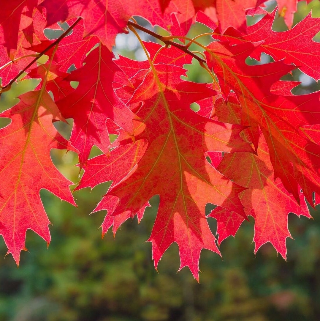 Scarlet Red Oak Tree Seeds - Etsy